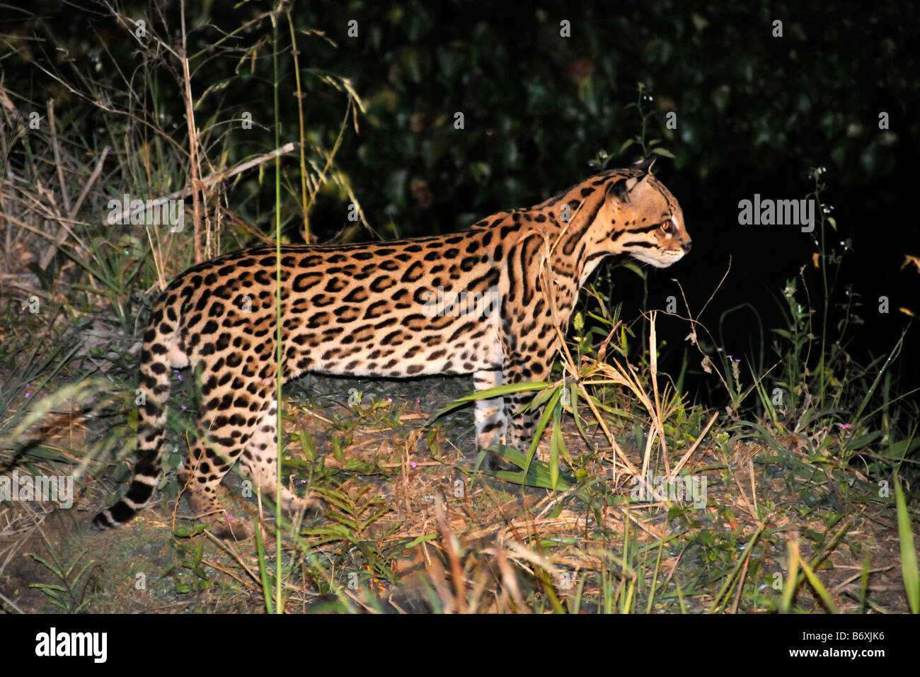 Ocelot Leopardus pardalis at night Fazenda San Francisco Miranda Mato ...