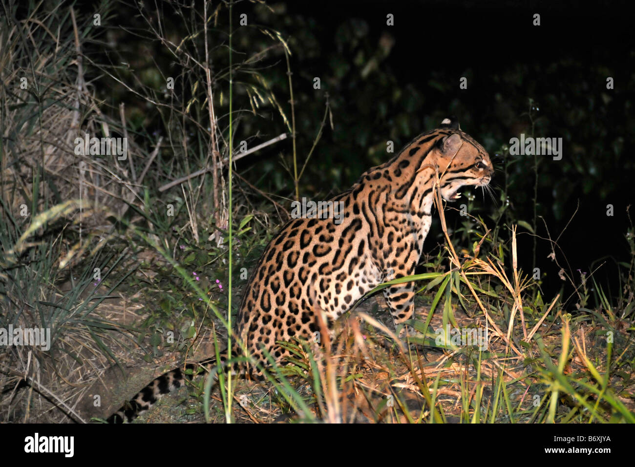 Leopardus pardalis roaring hi-res stock photography and images - Alamy
