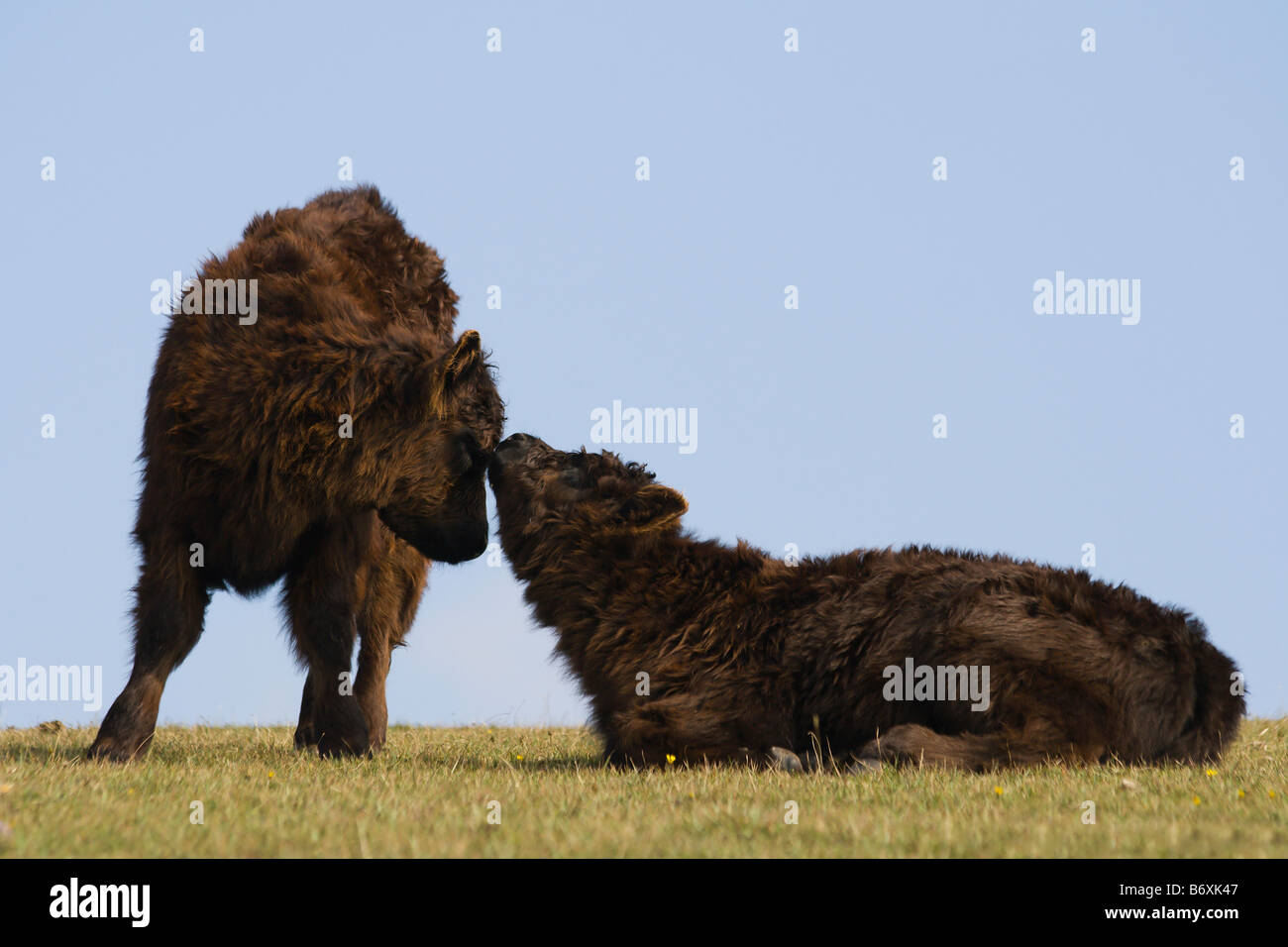 Two calves grooming each other on the Isle of Wight Stock Photo - Alamy