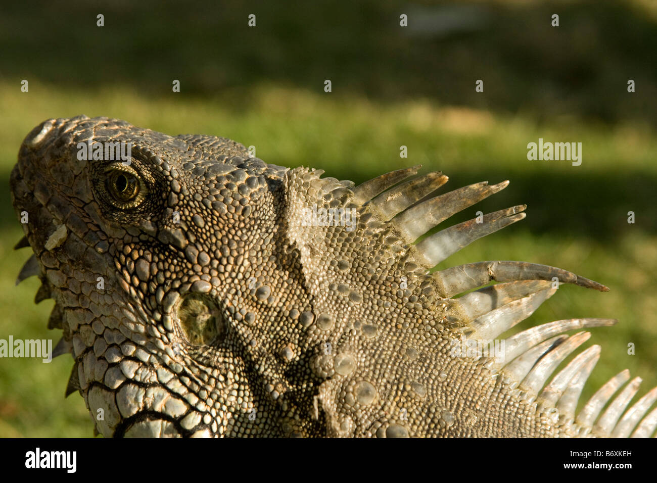 Closeup of green Iguana head, (Iguana iguana) profile. Guayaquil ...