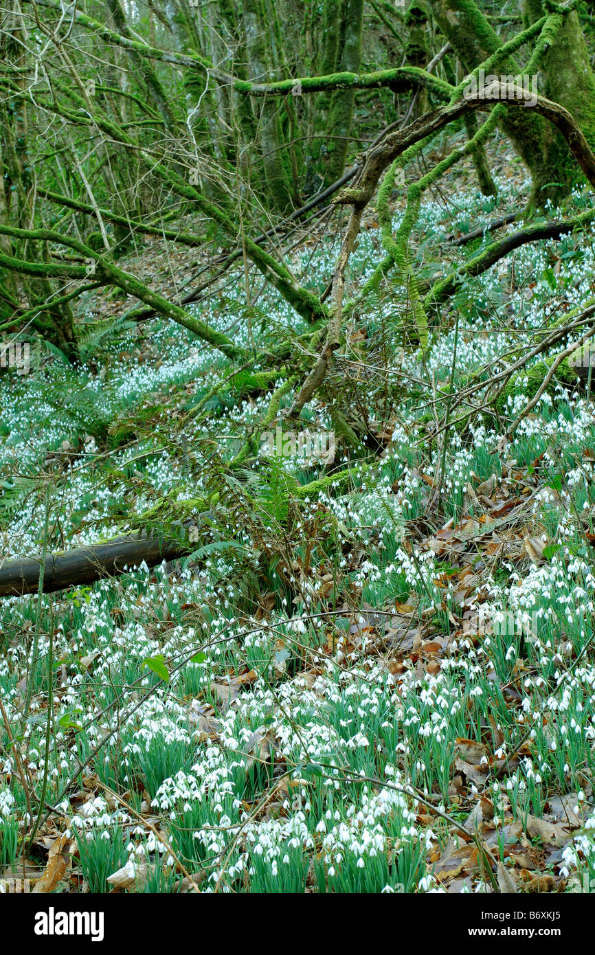Snowdrop valley devon hi-res stock photography and images - Alamy