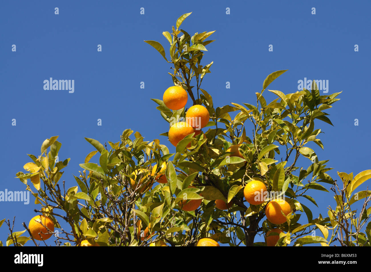 Moroccan farming hi-res stock photography and images - Alamy