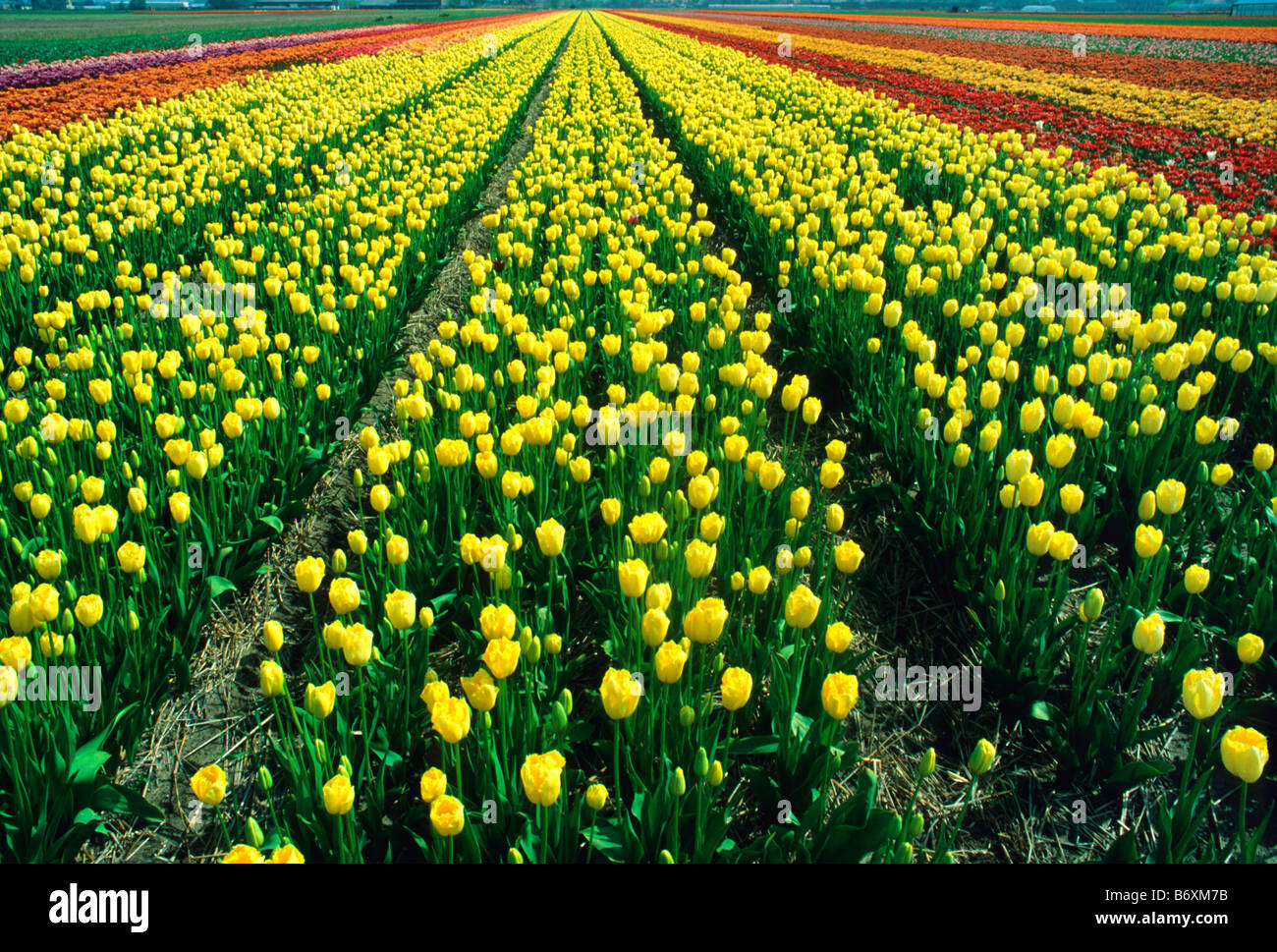 Tulip field near Haarlem Netherlands Stock Photo - Alamy