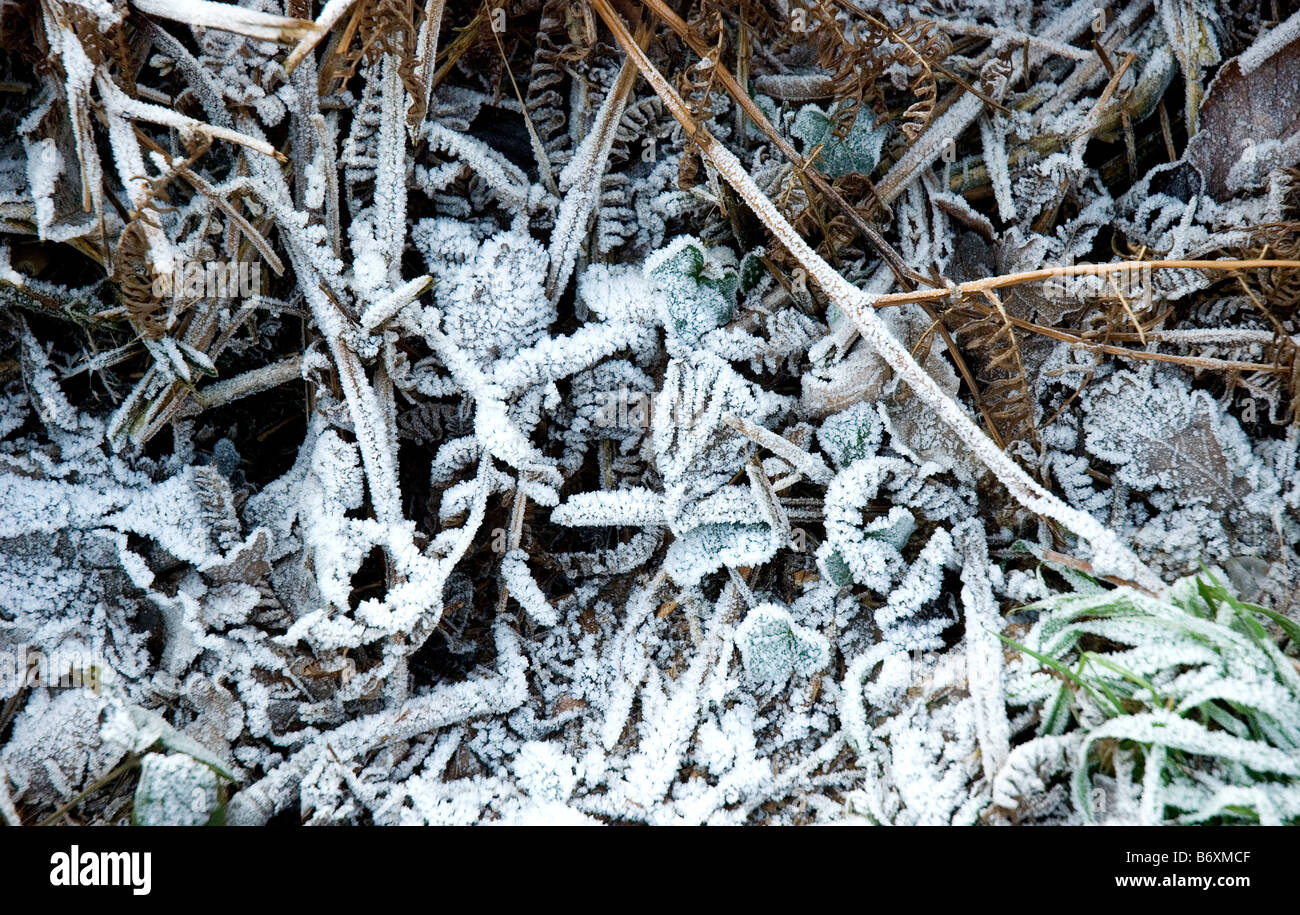 Frost covered grass Stock Photo - Alamy
