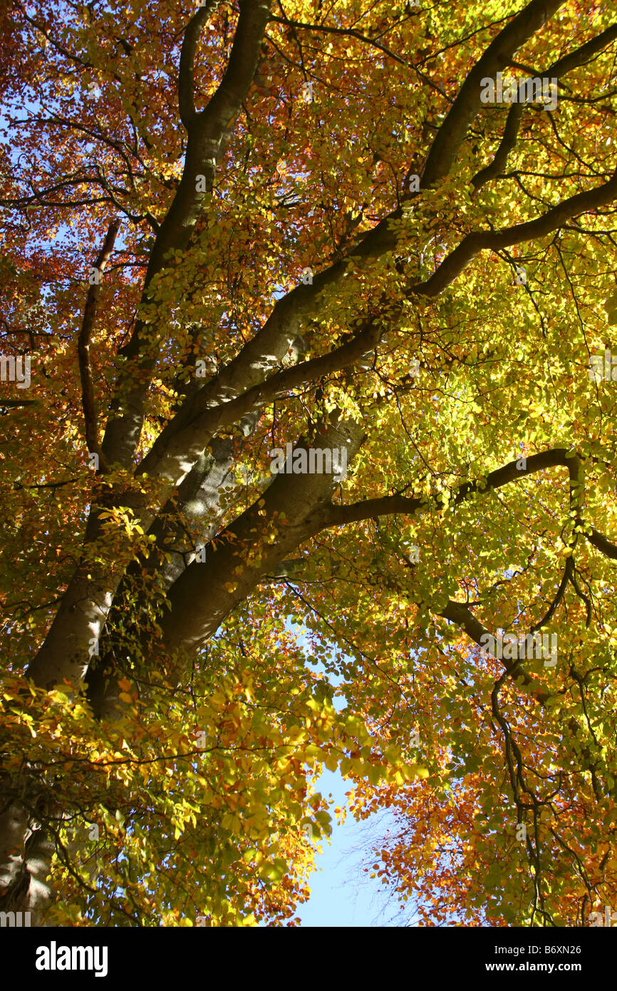 Beech tree in Autumn Stock Photo - Alamy