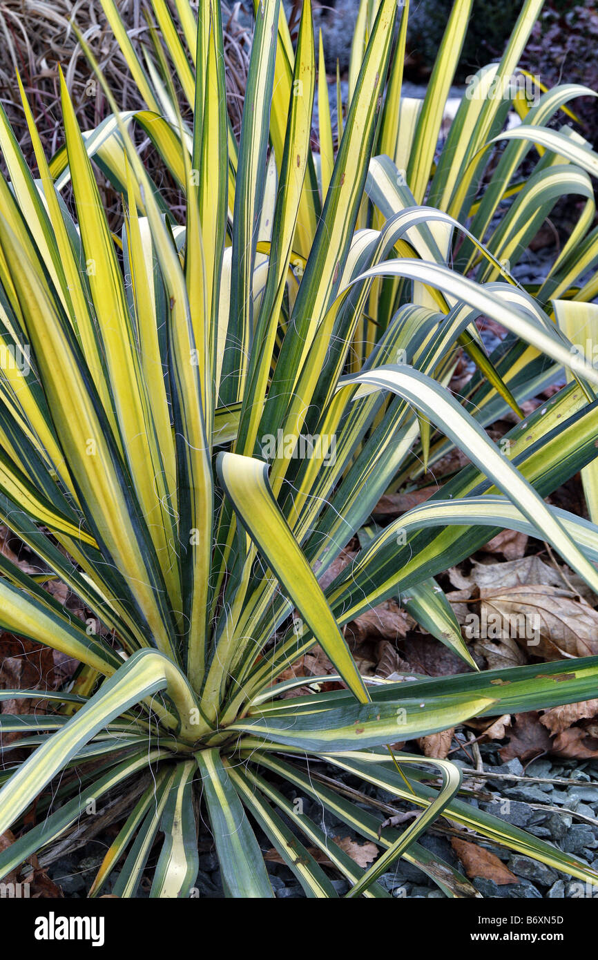 Yucca filamentosa colour guard hi-res stock photography and images - Alamy