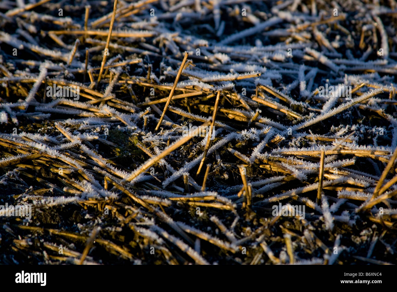 Cold Frost Frozen crop stubble with ice crystals Stock Photo - Alamy