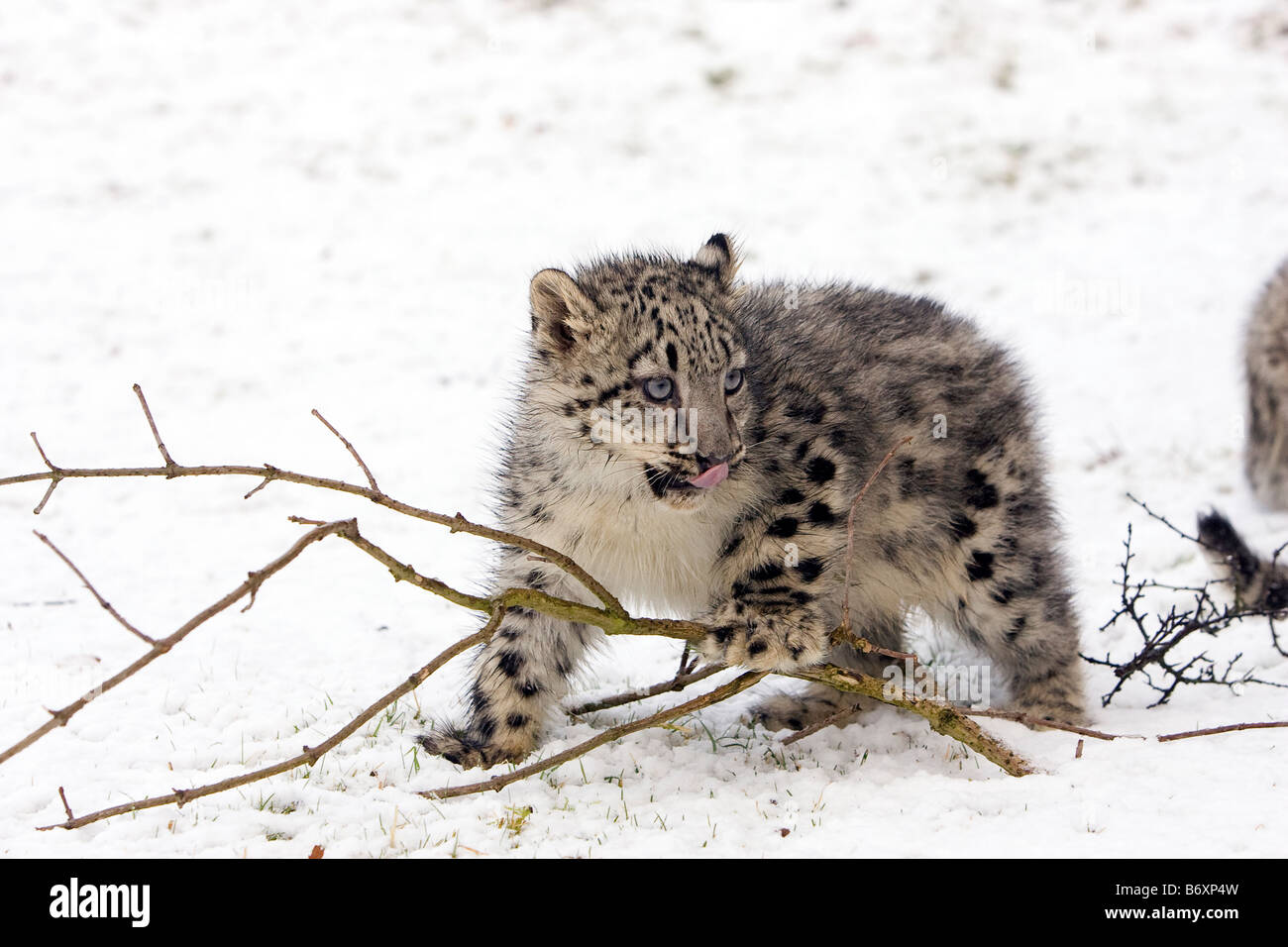 Snow Leopard Cub in the snow Stock Photo - Alamy