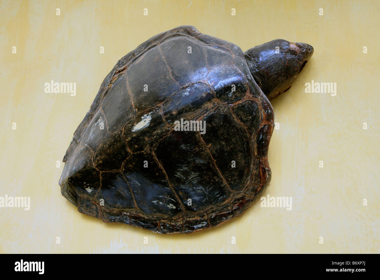 cape verde islands boa vista sal rei a turtle shell hanging on a wall ...