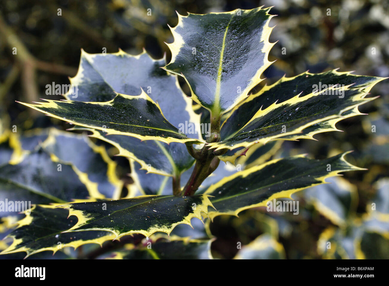 Variegated holly ilex aquifolium hi-res stock photography and images ...