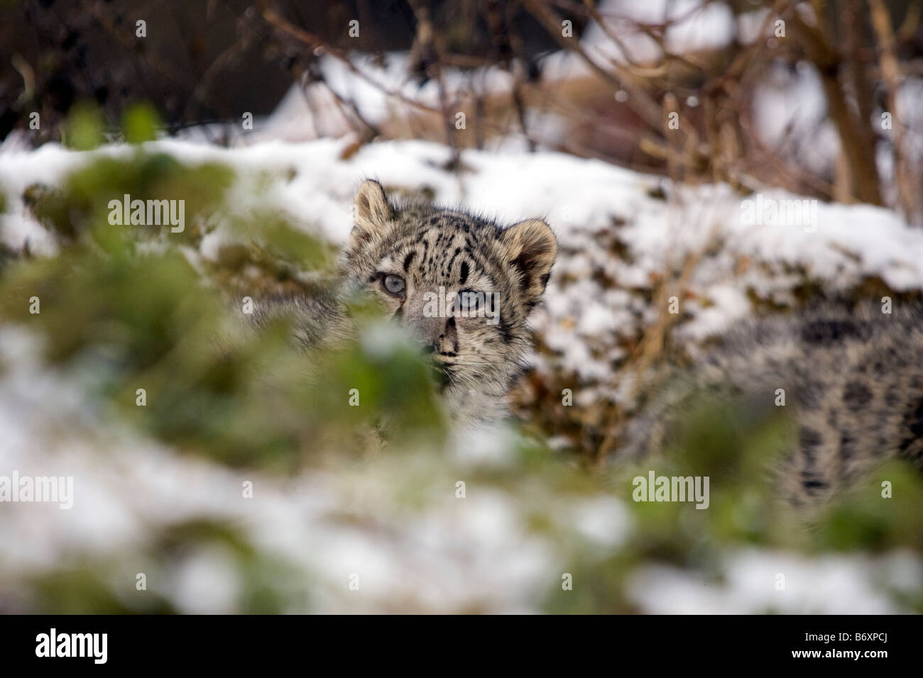 Snow Leopard Cub in the snow Stock Photo - Alamy