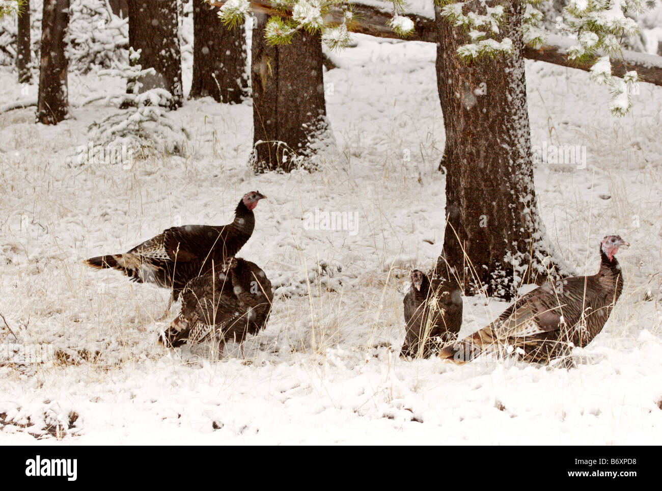 Large turkey bird hi-res stock photography and images - Alamy