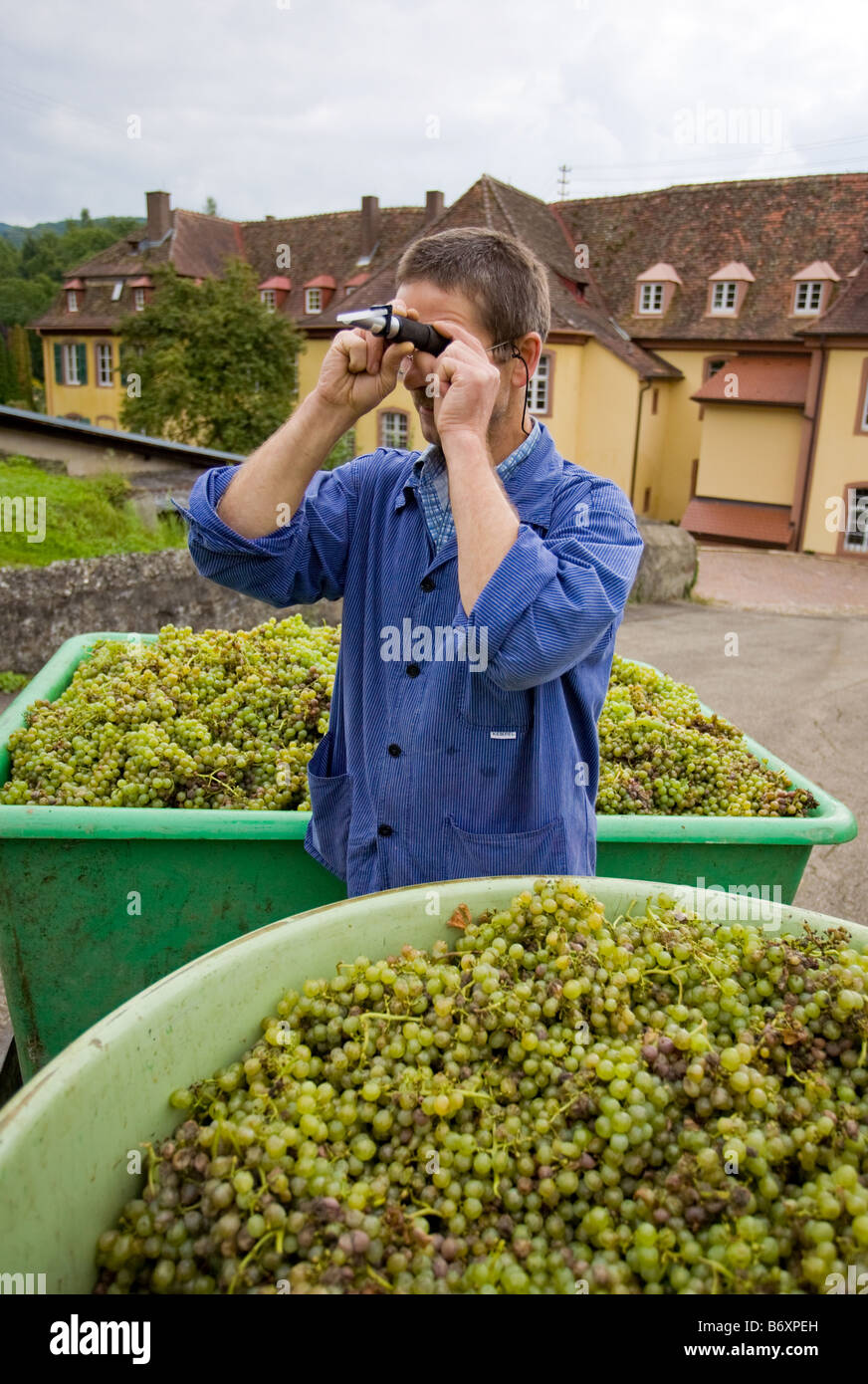 Cellarer Hans Ens controls the degree Oechsle with a refractometer ...