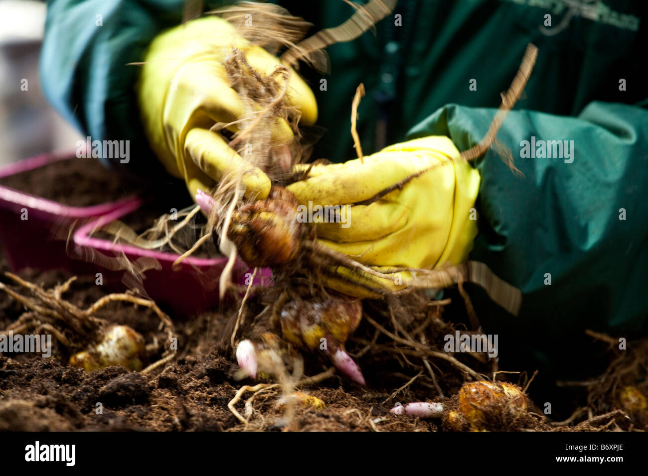 bulbs being potted up before despatch to a garden centre Stock Photo ...