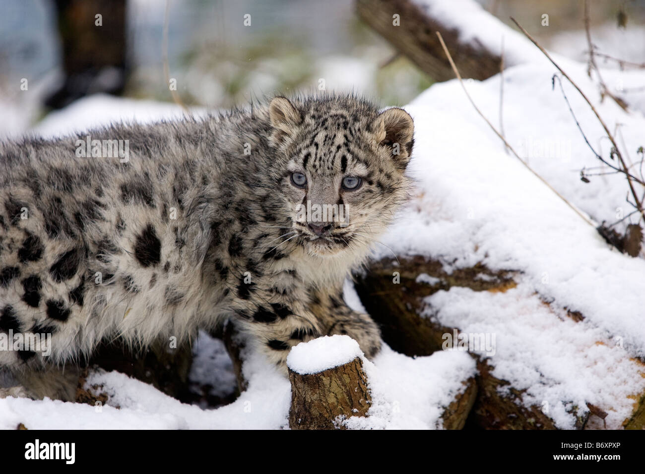 Snow Leopard Cub in the snow Stock Photo - Alamy