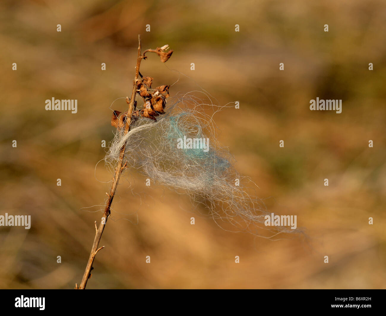 a wisp of blue dye-tinted wool snagged on a dead twig Stock Photo - Alamy