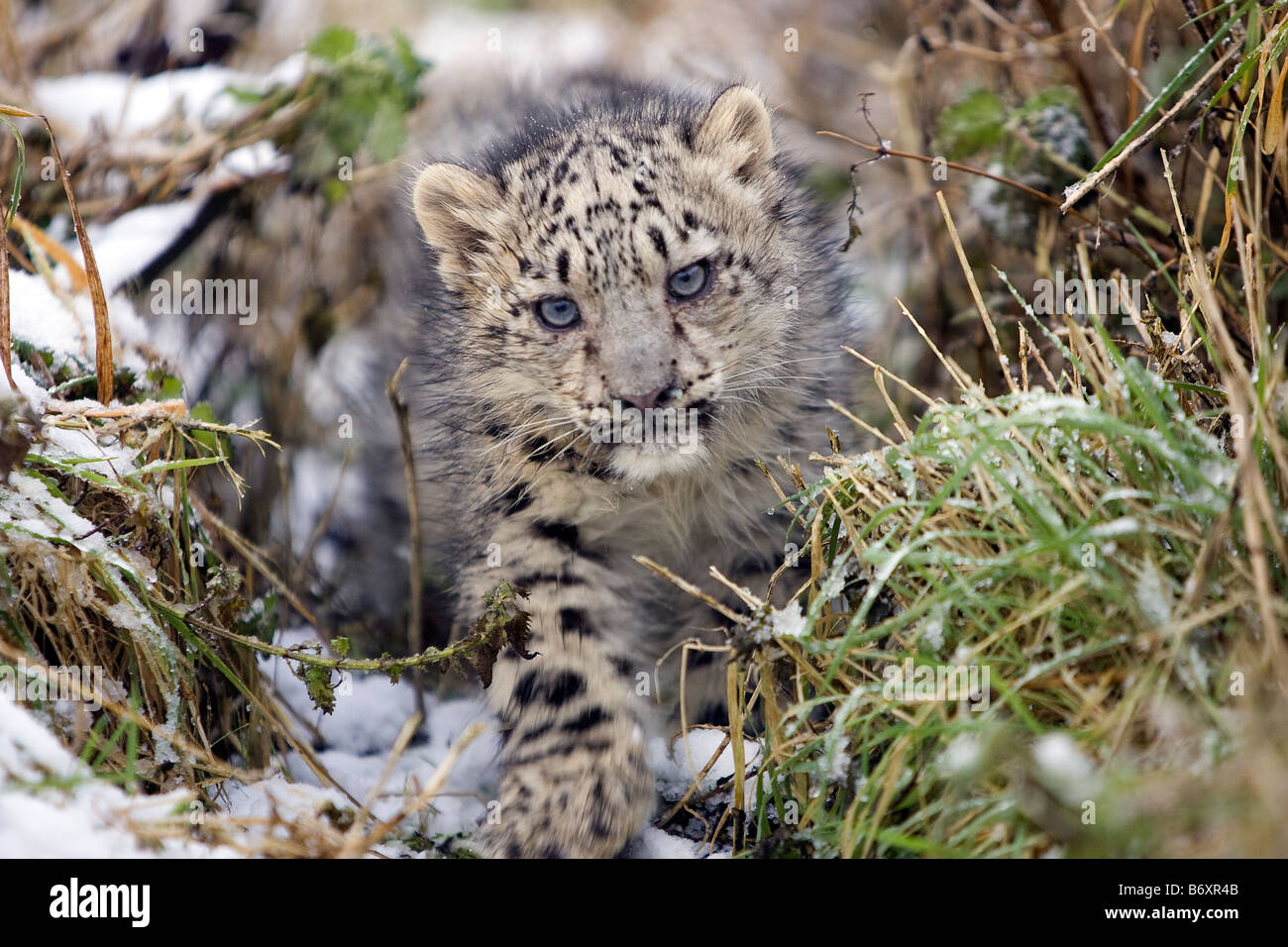 Snow Leopard Cub in the snow Stock Photo - Alamy