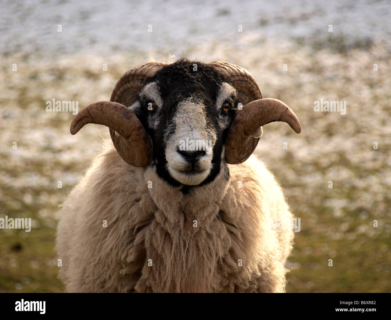 sheep with curly horns looks at camera in snowy field in winter in Cumbria Stock Photo - Alamy