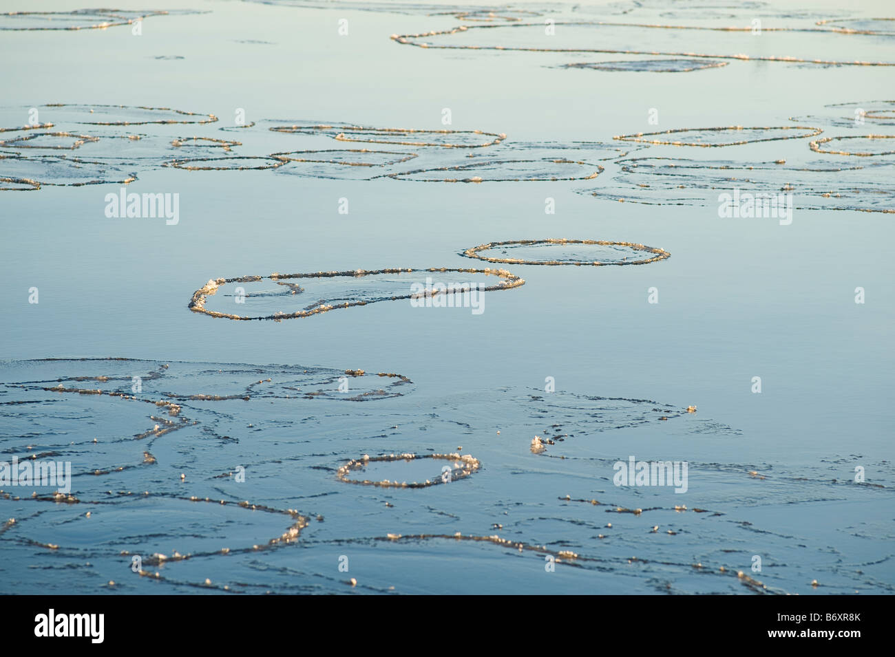 freshly frozen sea ice, Sweden Stock Photo - Alamy