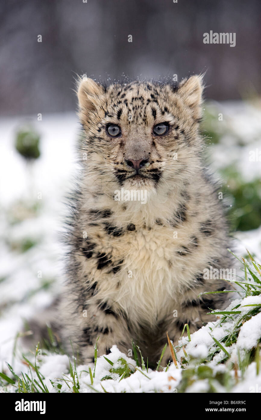 Snow Leopard Cub in the snow Stock Photo - Alamy