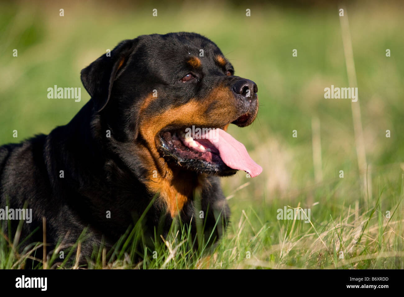Rottweiler lie in the grass in a hot summer day Stock Photo - Alamy