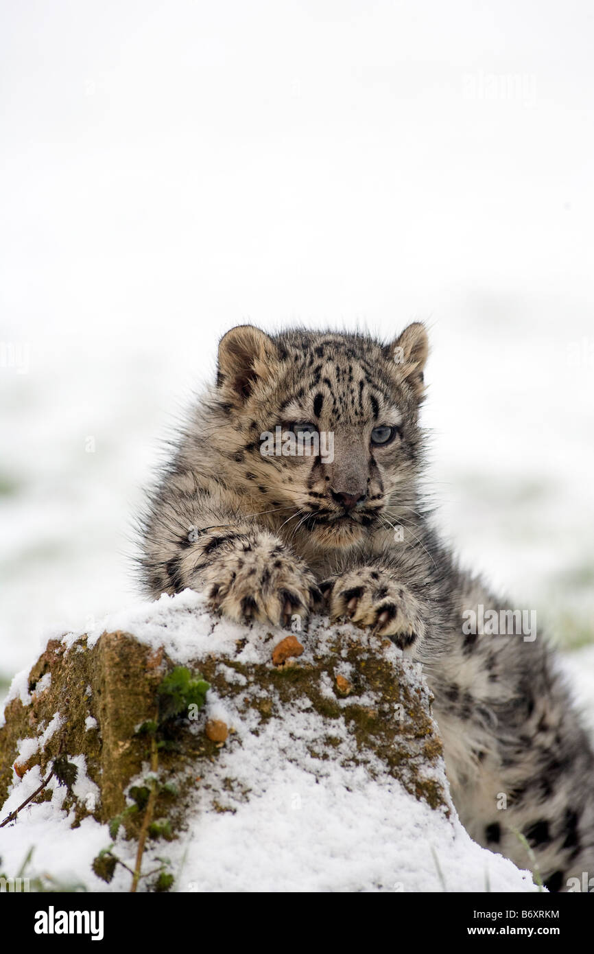 Snow Leopard Cub in the snow Stock Photo - Alamy