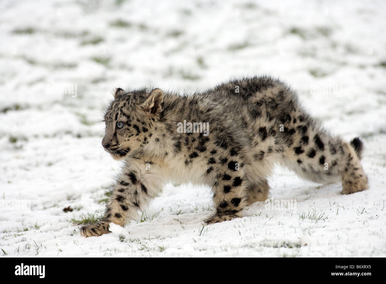 Big cat cub hi-res stock photography and images - Alamy