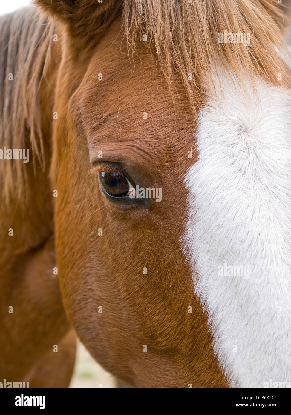 Horse head wth eye detail Stock Photo - Alamy