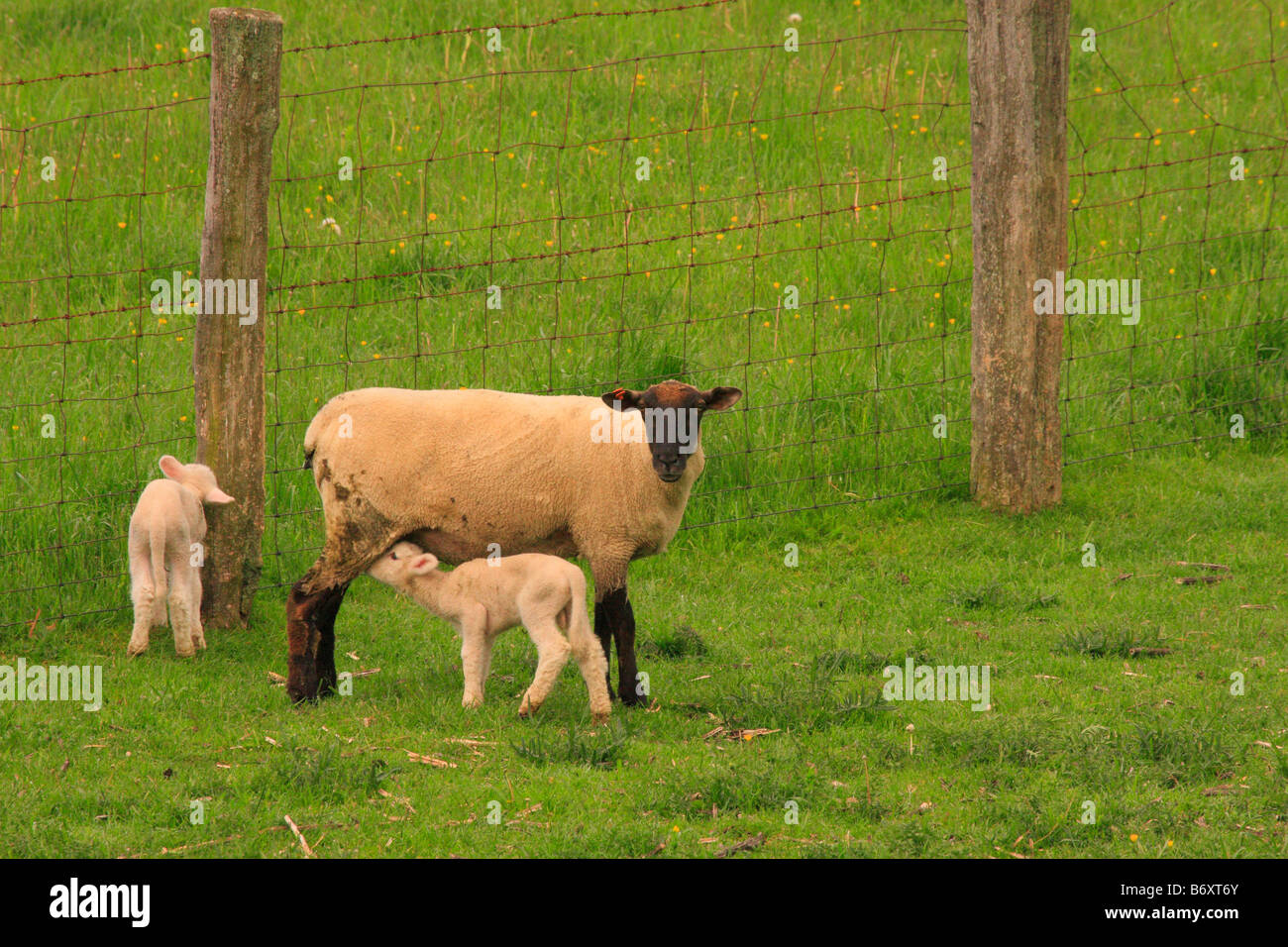 Sheep, Western Highland County, Virginia, USA Stock Photo - Alamy