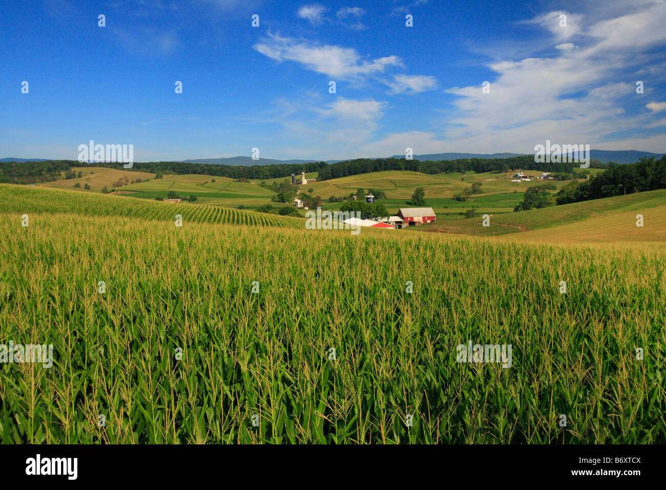 Corn field usa hi-res stock photography and images - Alamy