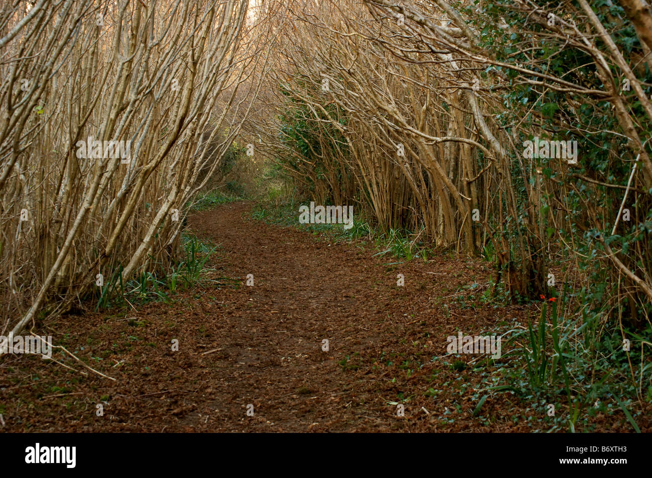 path through woods Stock Photo - Alamy