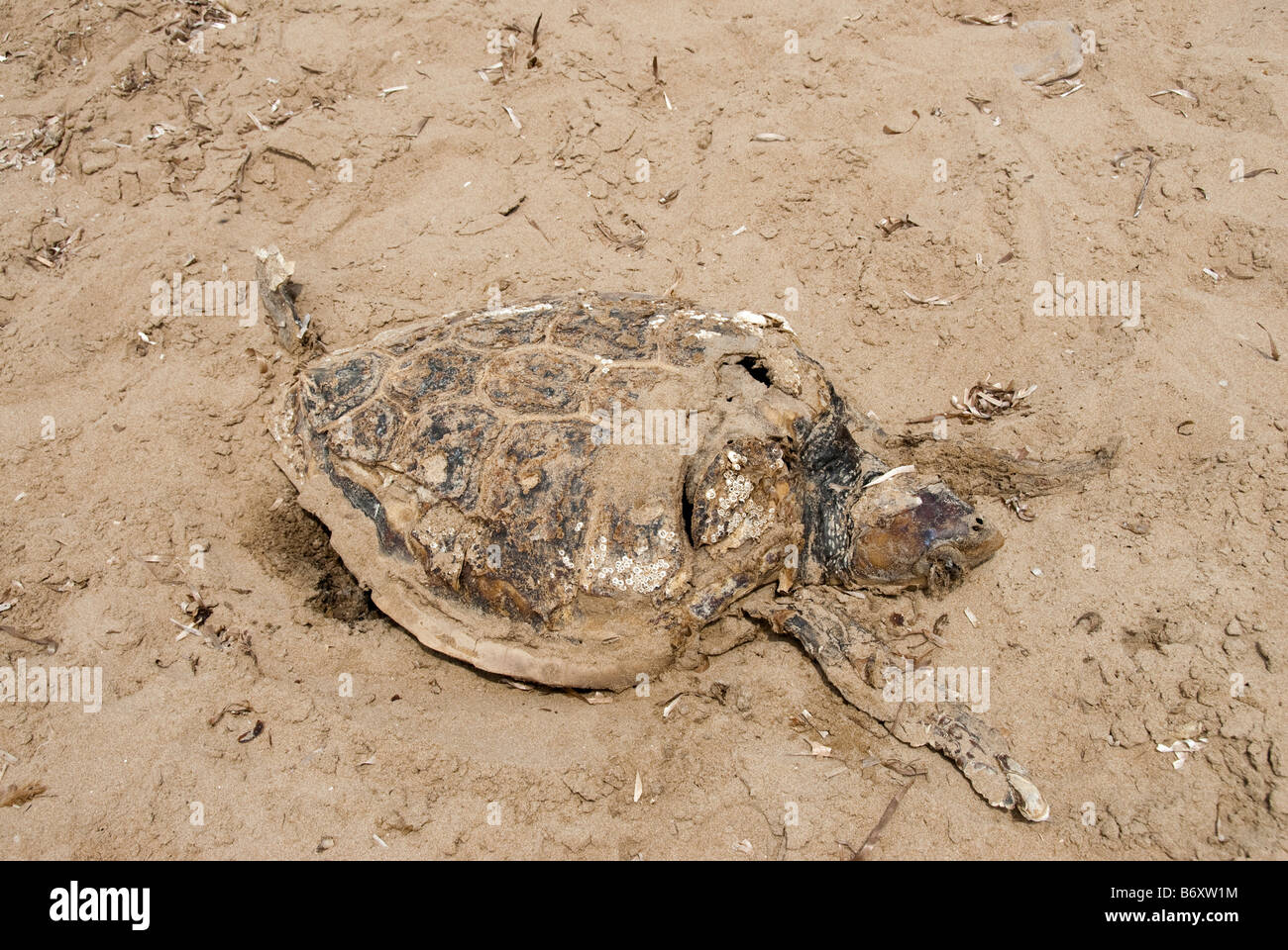 Dead Turtle High Resolution Stock Photography and Images - Alamy