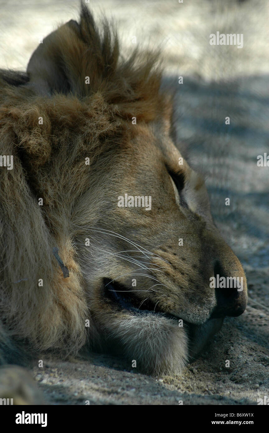 Sleep wild hi-res stock photography and images - Alamy