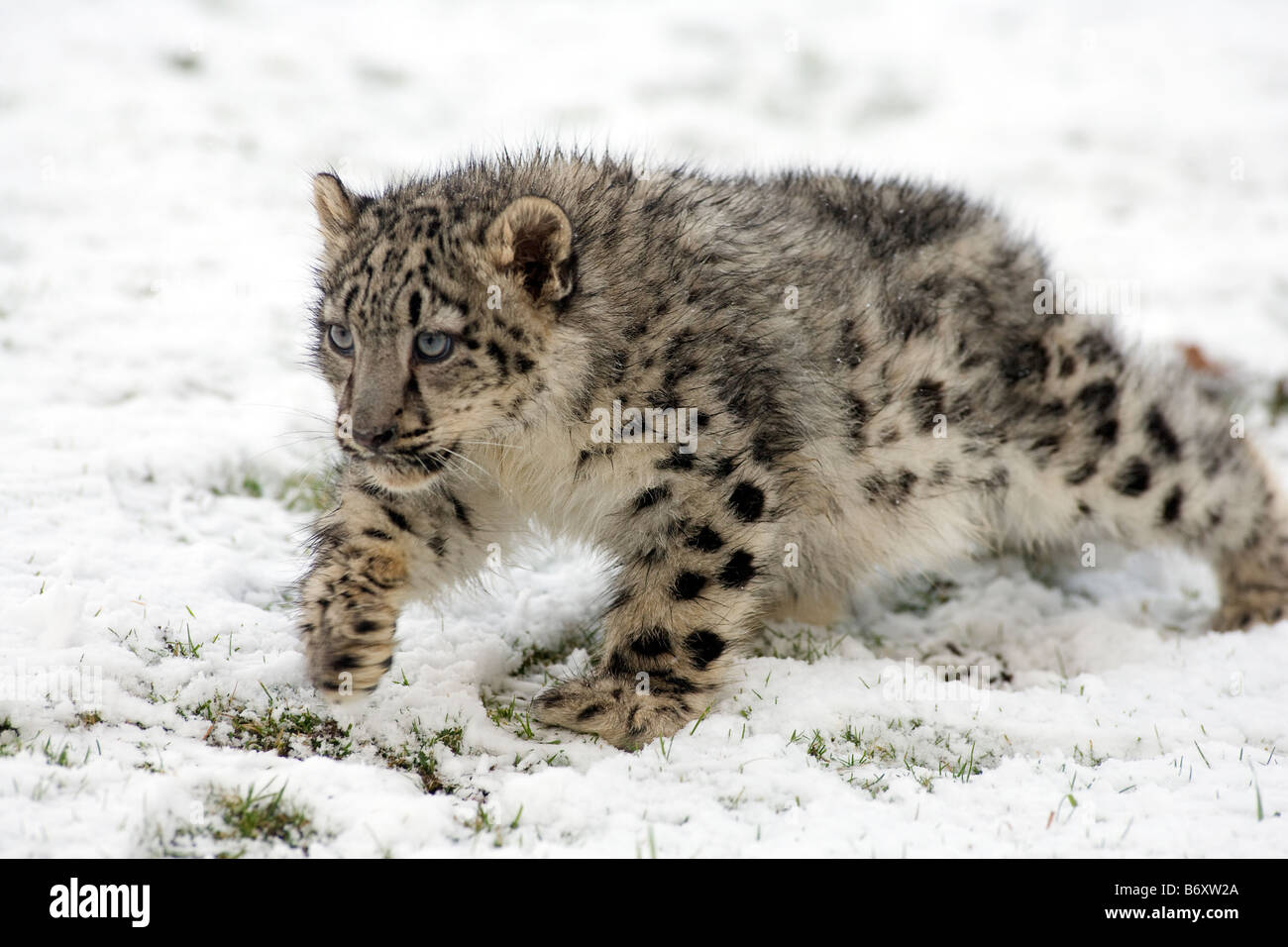 Snow Leopard Cub in the snow Stock Photo - Alamy