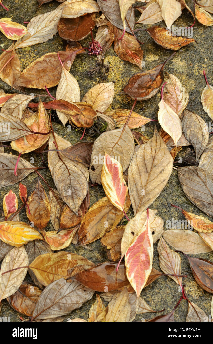 Dogwood autumn uk hi-res stock photography and images - Alamy