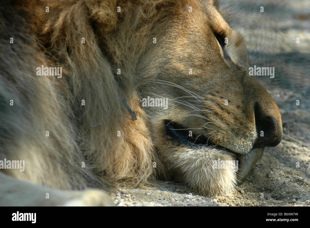 Sleep wild hi-res stock photography and images - Alamy