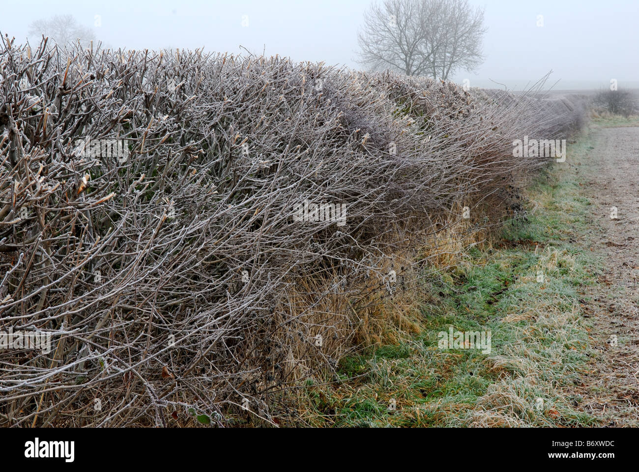 Hedge Rows Winter Stock Photo - Alamy