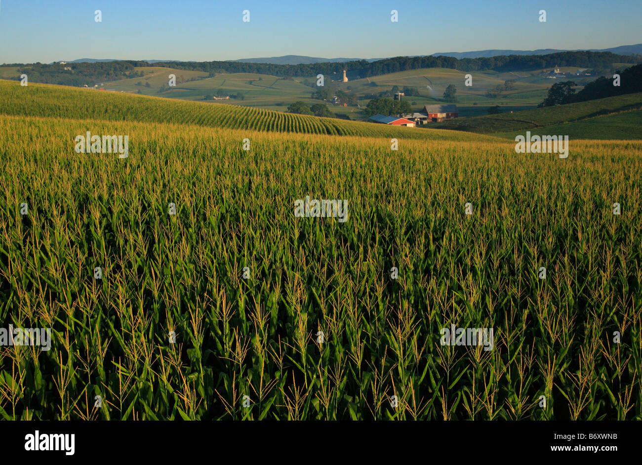 Corn field usa hi-res stock photography and images - Alamy