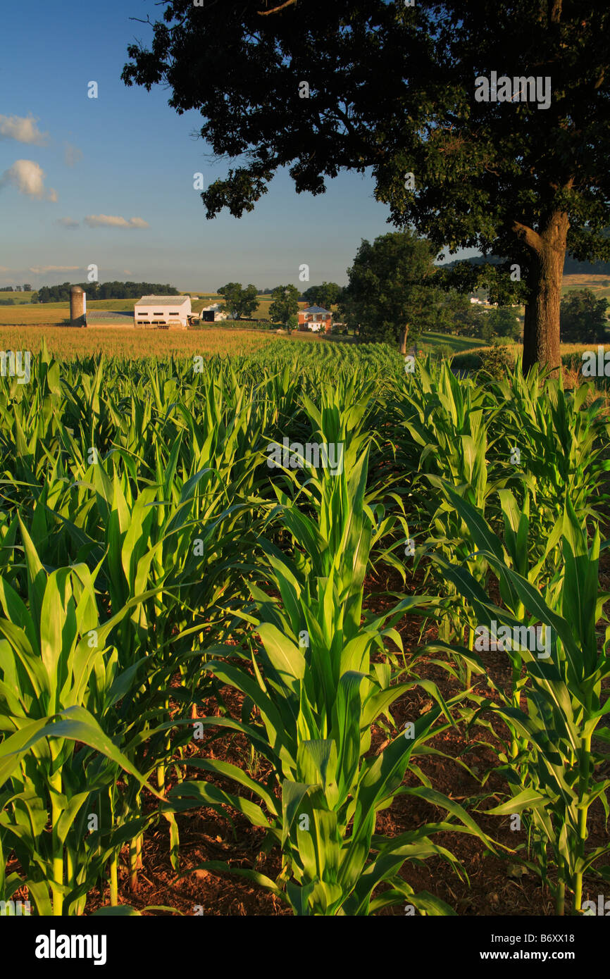 Corn Field, Dayton, Shenandoah Valley, Virginia, USA Stock Photo - Alamy