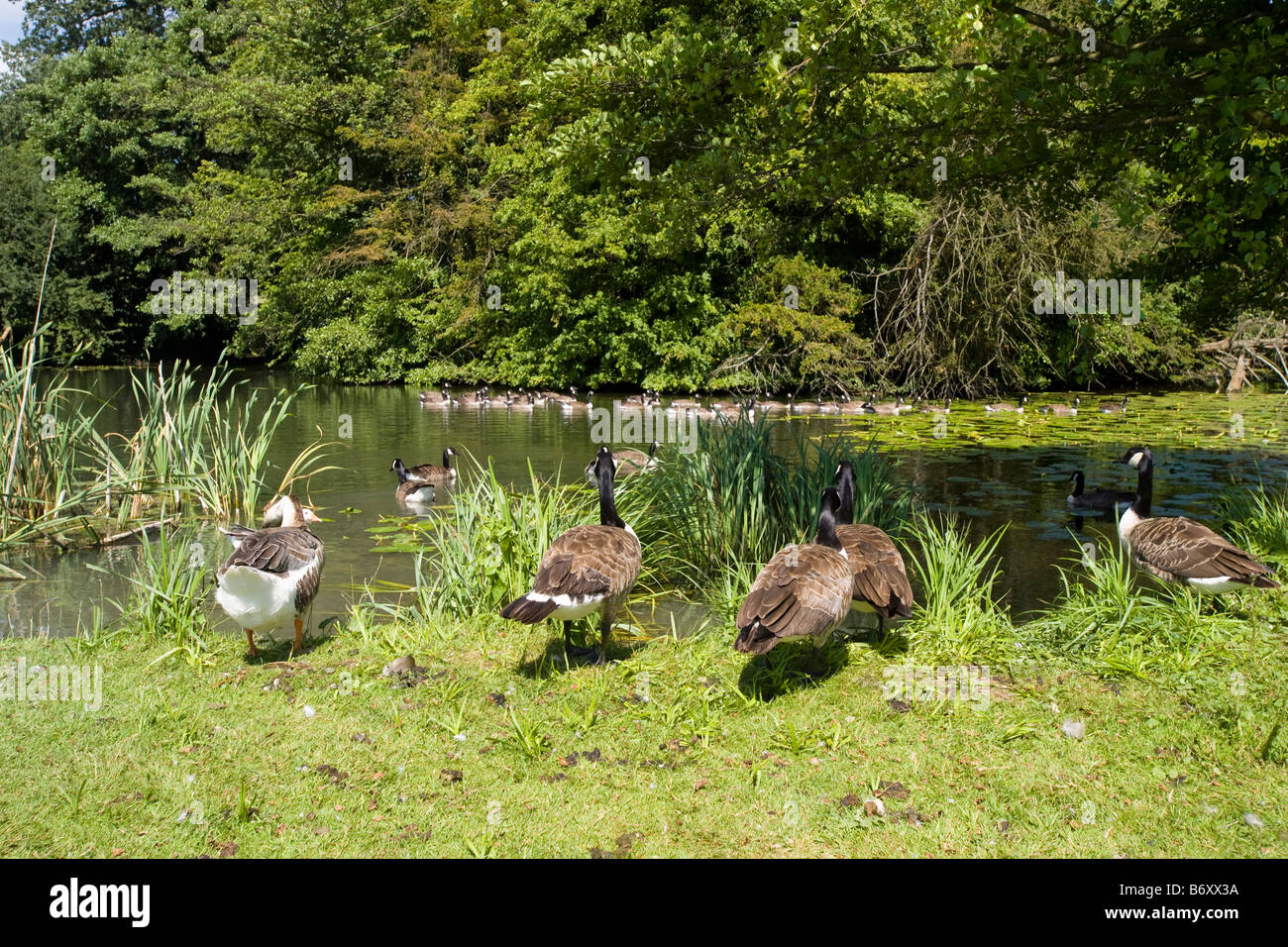 Geese by a pond Stock Photo - Alamy