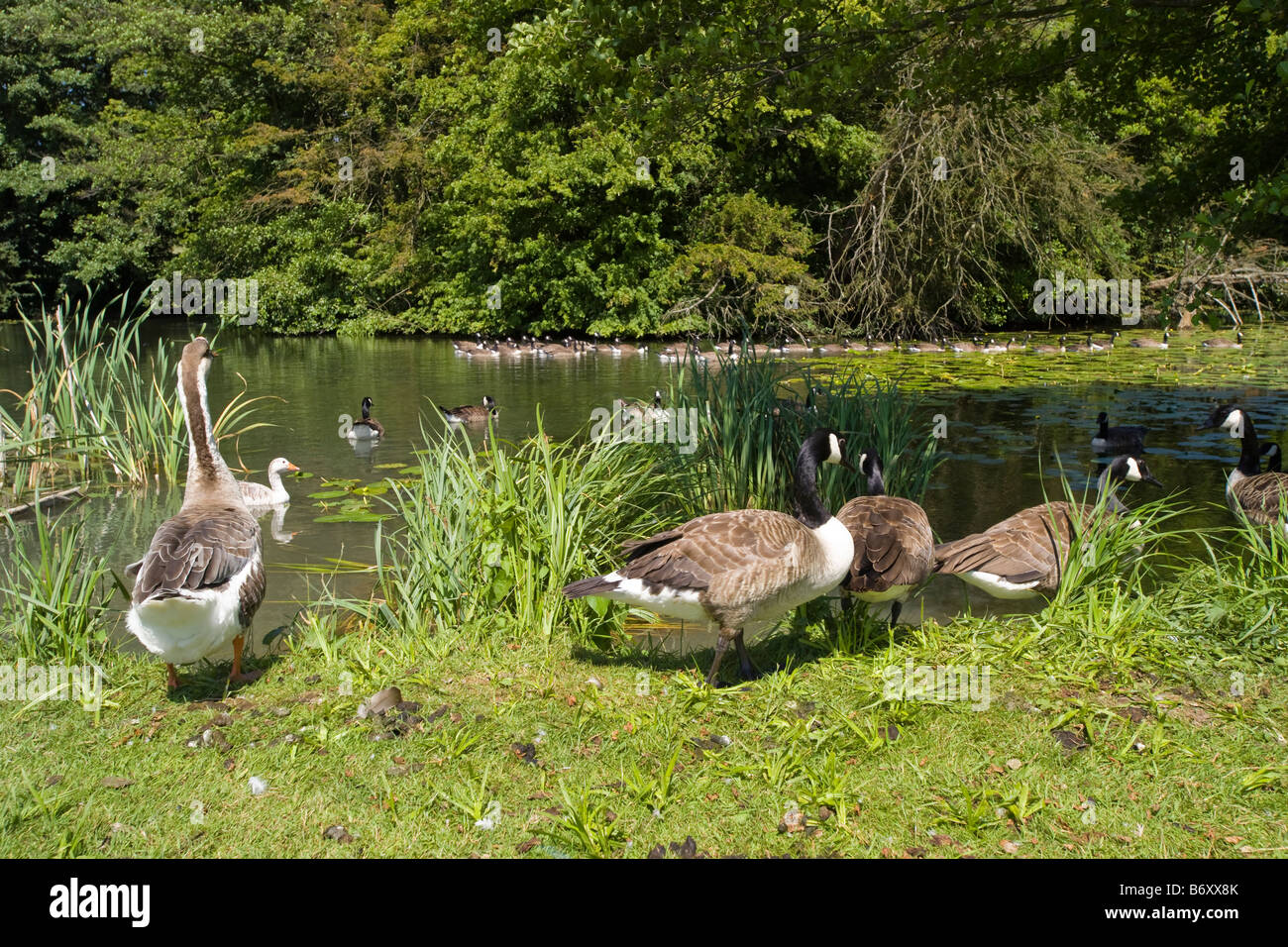 Geese by a pond Stock Photo - Alamy