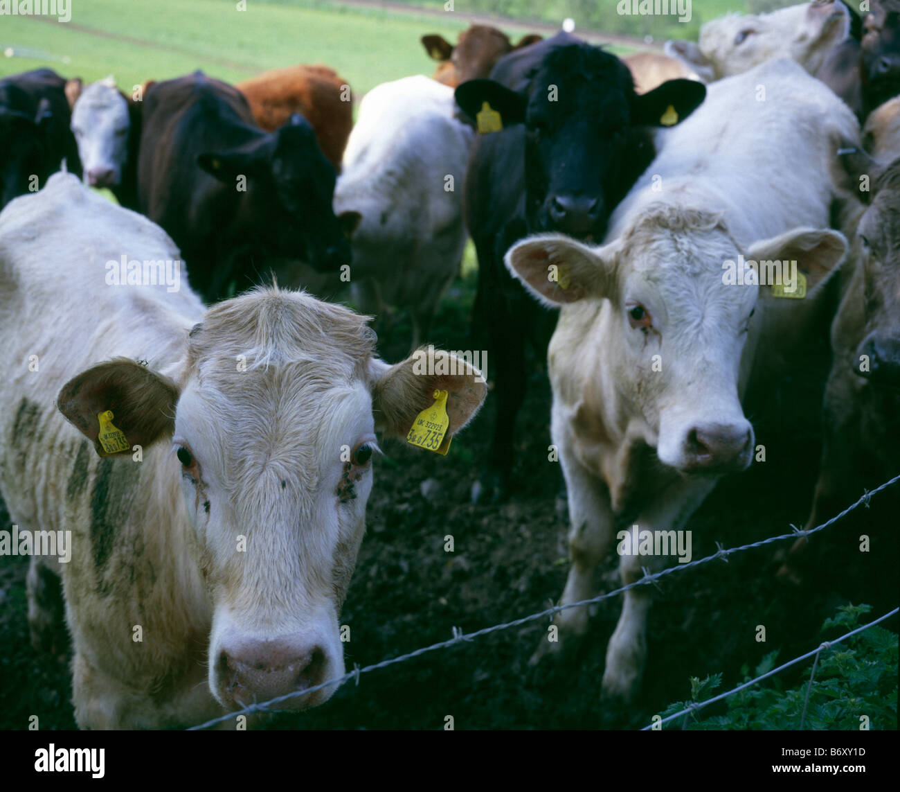 Cows looking over fence hi-res stock photography and images - Alamy