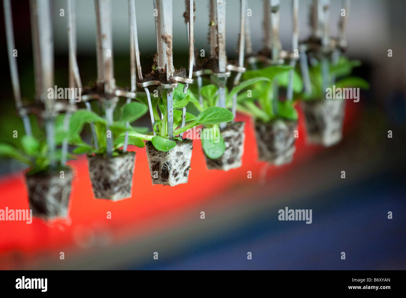 Plant plugs being automatically planted in containers before being ...