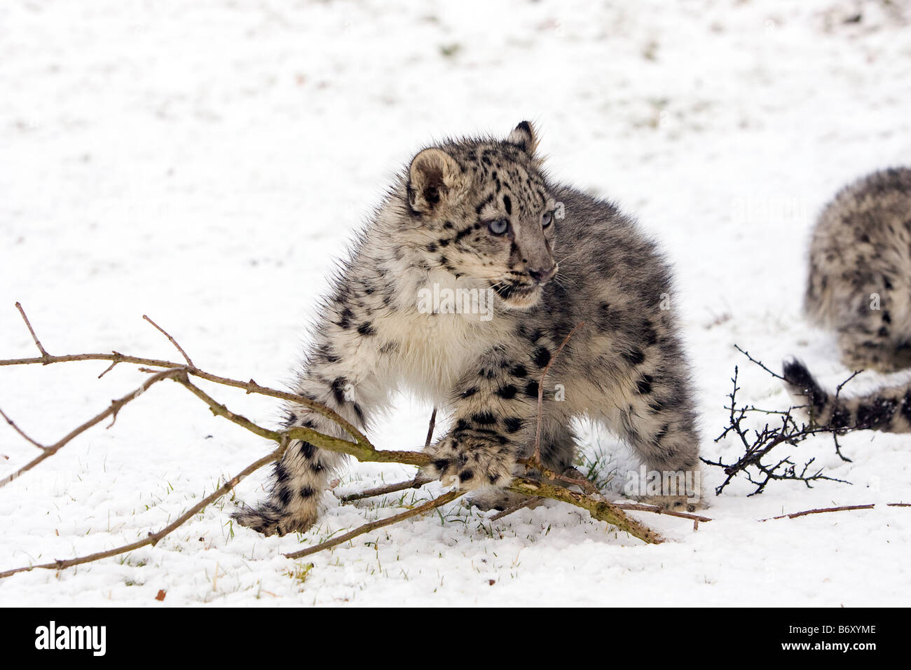 Snow Leopard Cub in the snow Stock Photo - Alamy
