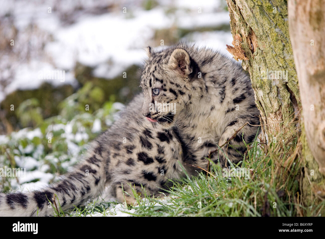 Snow Leopard Cub in the snow Stock Photo - Alamy