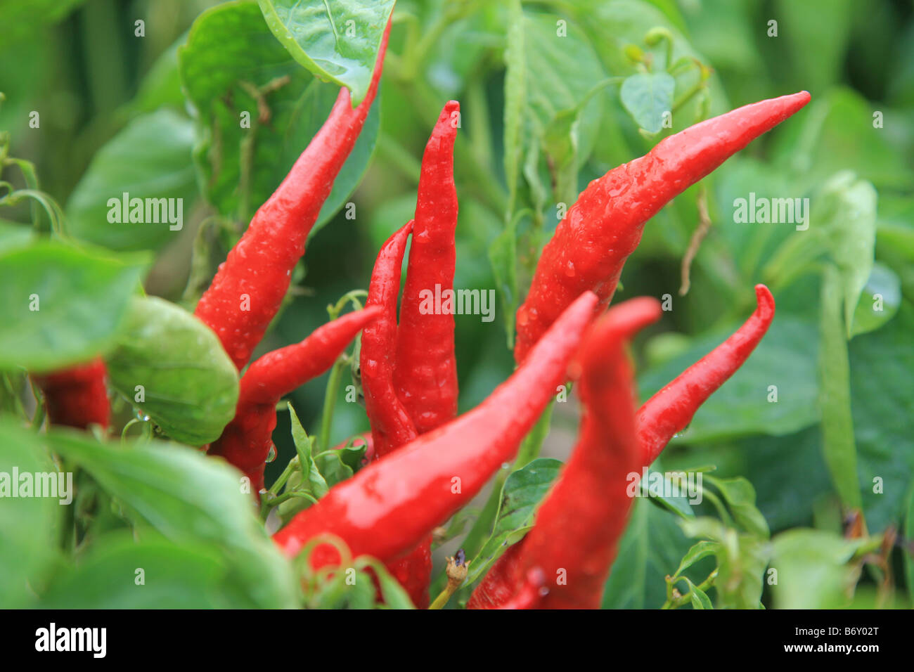 Hot chile hi-res stock photography and images - Alamy