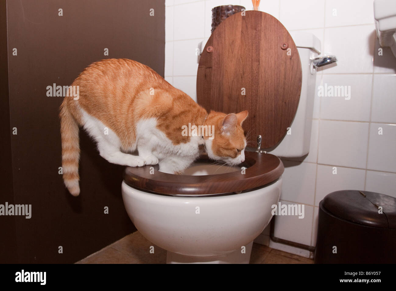 Ginger and white tom cat on the toilet Stock Photo - Alamy