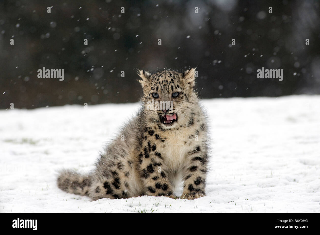 Snow Leopard Cub in the snow Stock Photo - Alamy