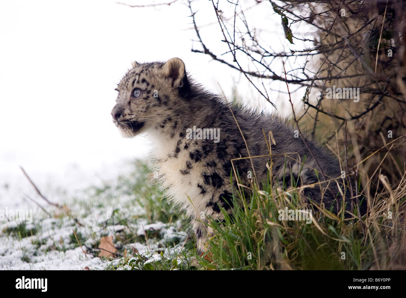 Snow Leopard Cub in the snow Stock Photo - Alamy