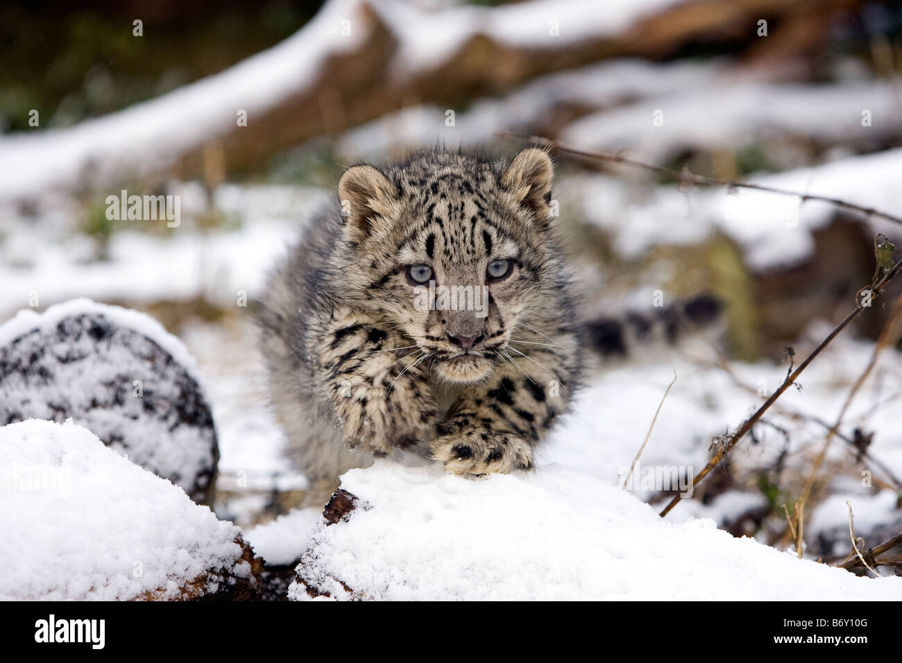 Snow Leopard Cub in the snow Stock Photo - Alamy